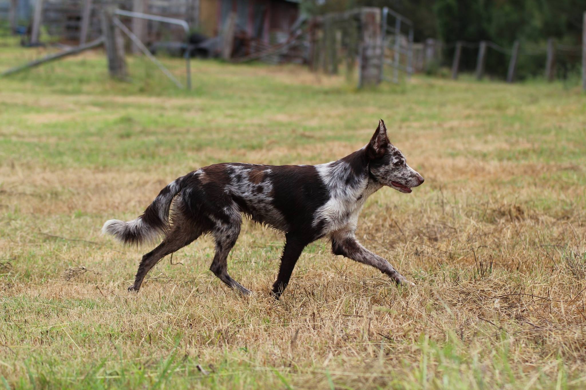 Meadowfield Koolies Koolie Coolie Zucht Züchter Australian breeder ...