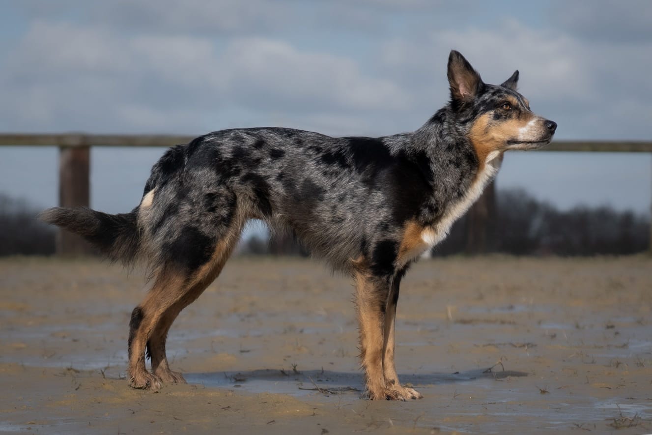 Koolie | Meadowfield Koolies